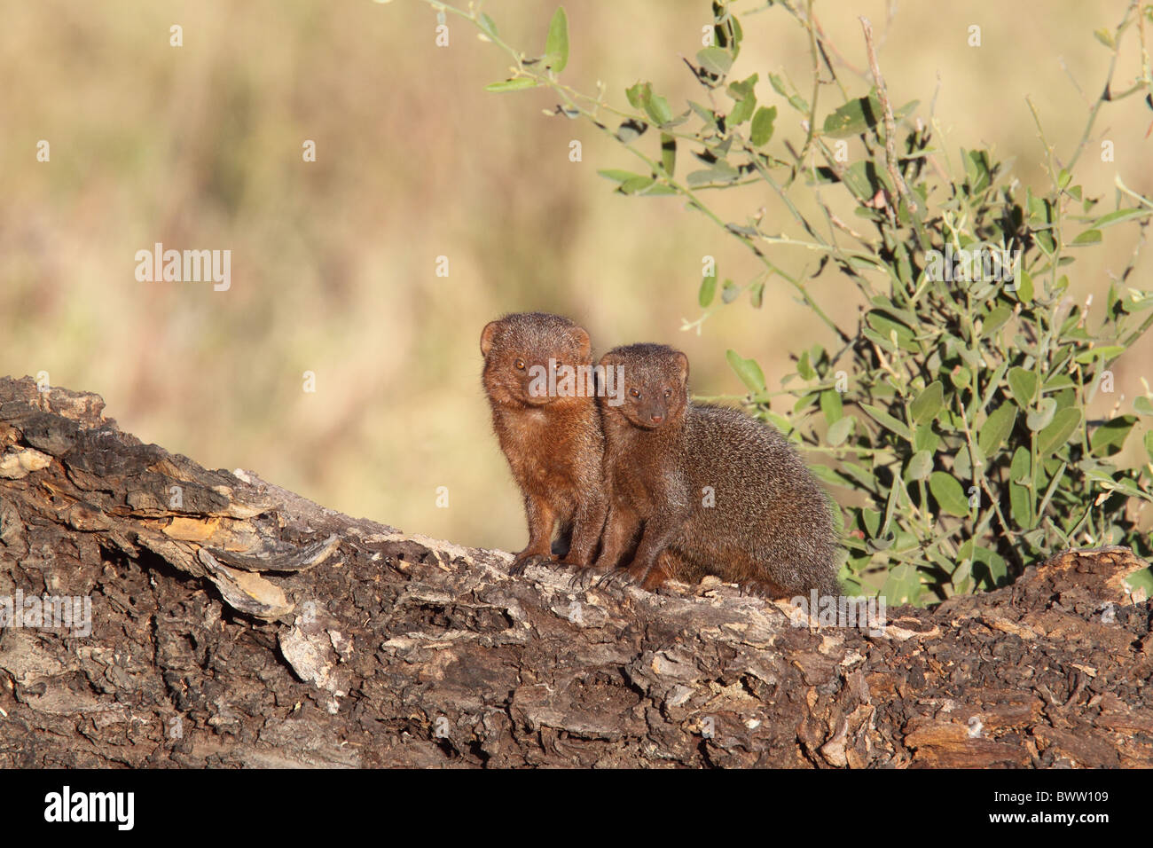 Dwarf Mongoose Cute Carnivore Predator Diurnal Family Groups Troop Lewa ...