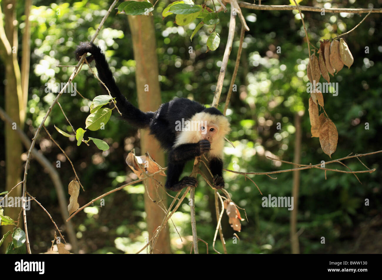 Male white faced capuchin monkey hi-res stock photography and images ...
