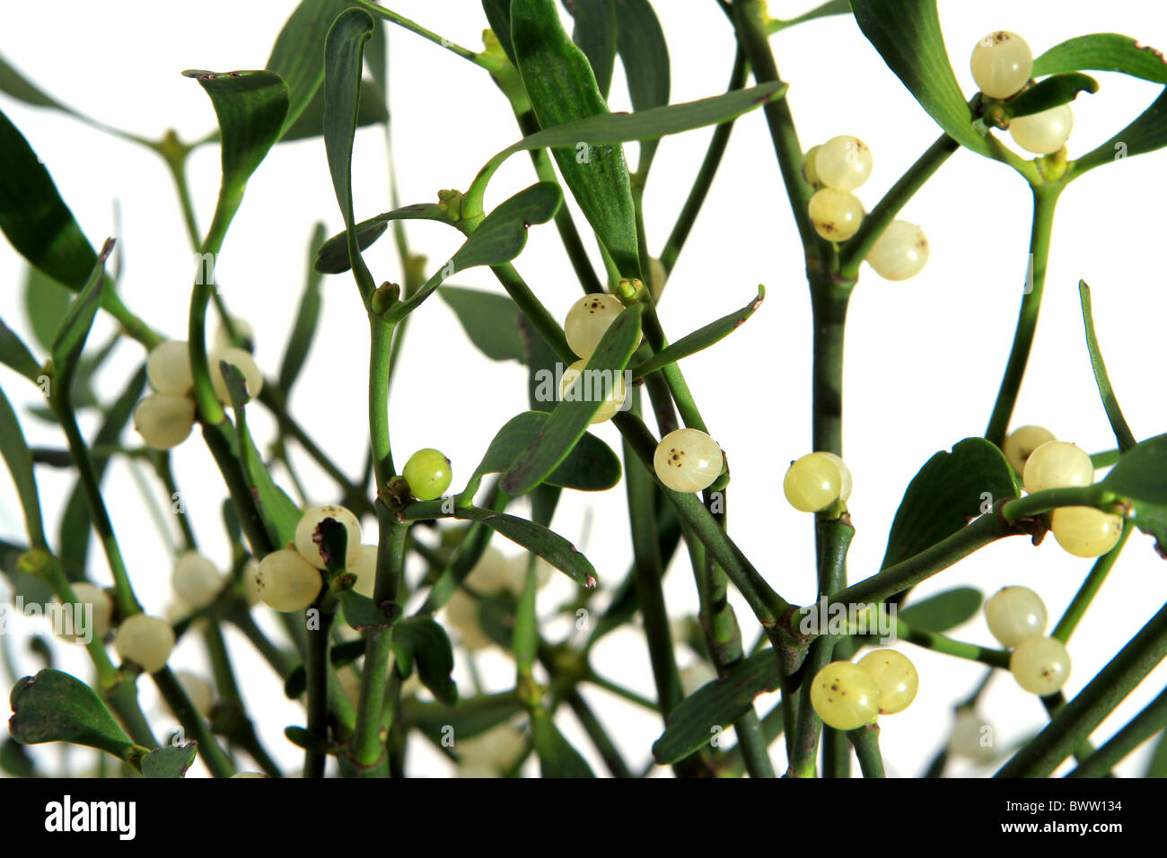 Glueckssymbol hi-res stock photography and images - Alamy