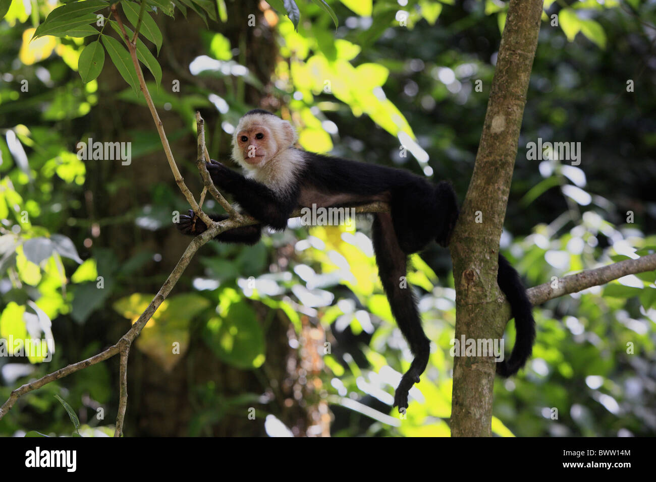 auf Baum - on tree maennlich - male monkey monkeys primate primates ...