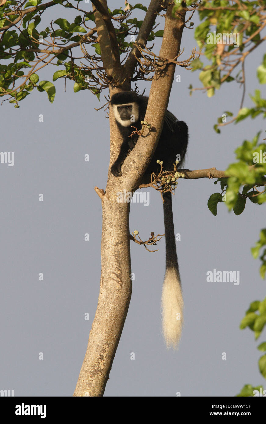 monkey monkeys primate primates mammal mammals animal animals africa ...