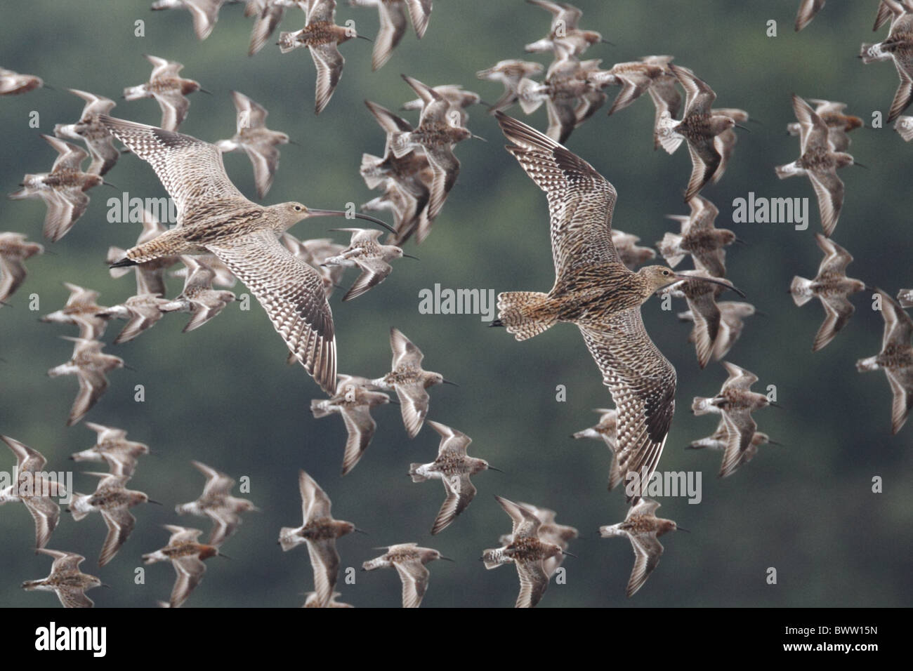 Far Eastern Curlew (Numenius madagascariensis) two adults, in flight ...