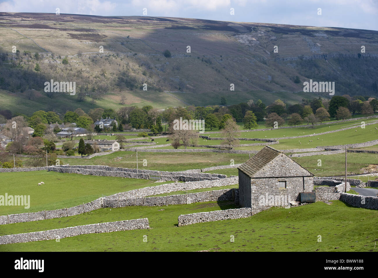 View of farmland with limestone barn and drystone walls, sheep and ...