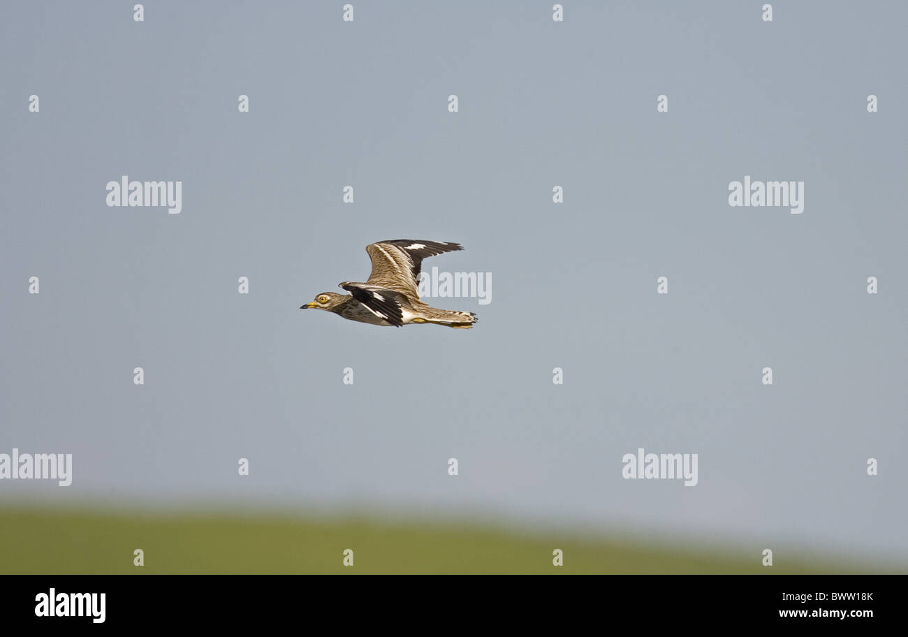 Eurasian Stone-curlew (Burhinus oedicnemus) adult, in flight, Spain ...