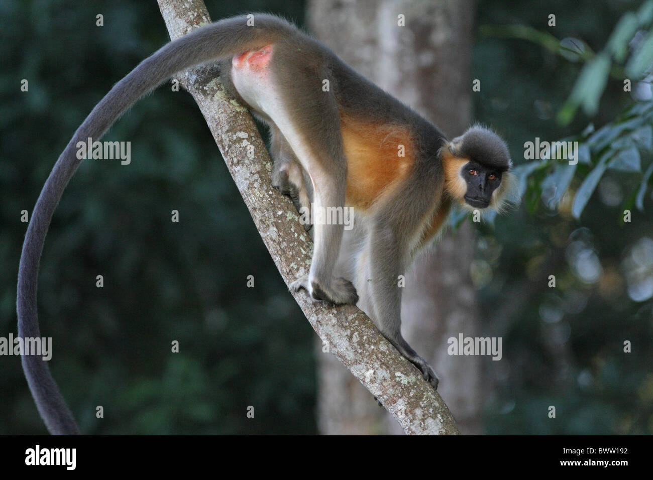 Surelis hi-res stock photography and images - Alamy