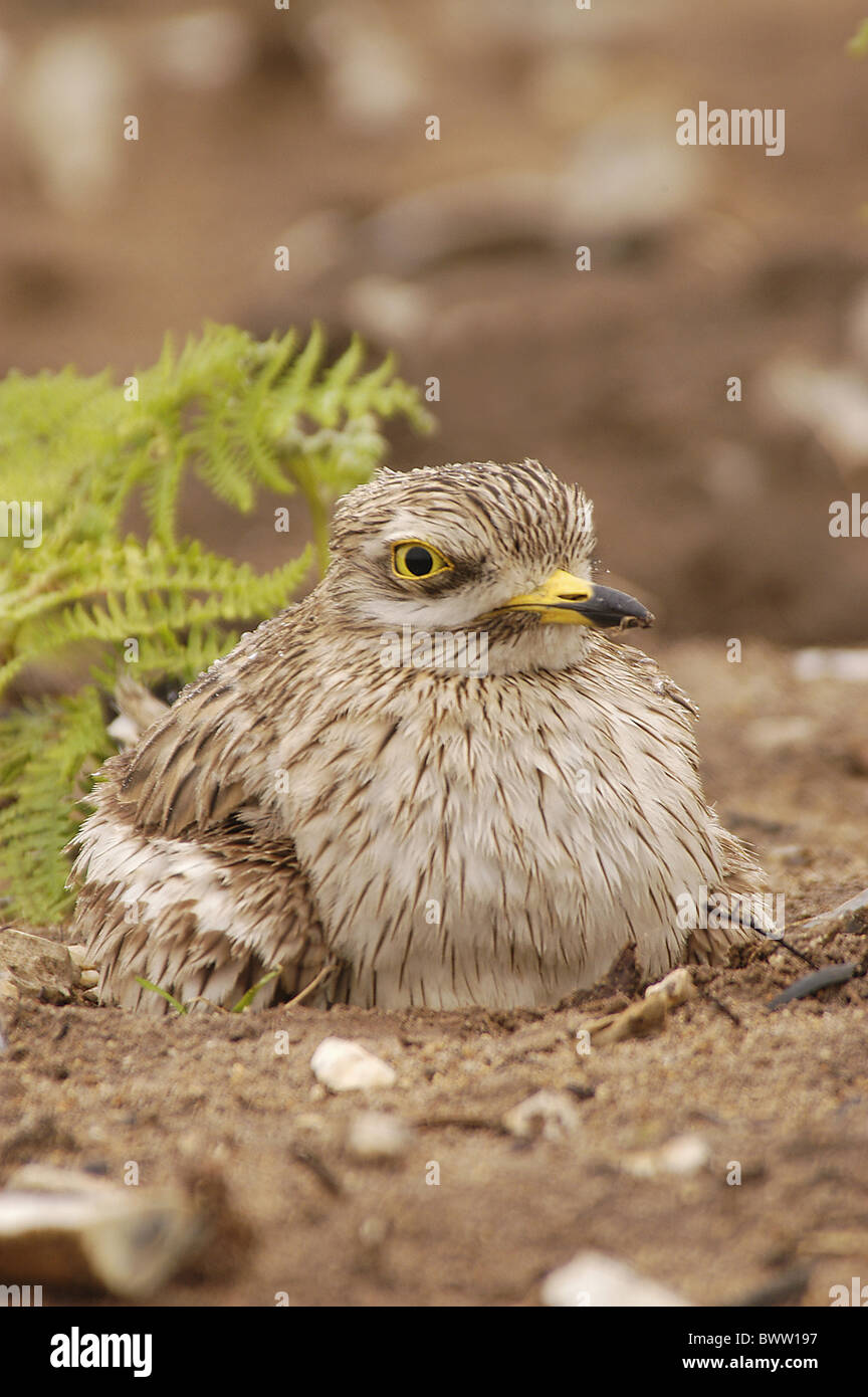 Eurasian Stone-curlew (Burhinus oedicnemus) adult, sitting on eggs in ...
