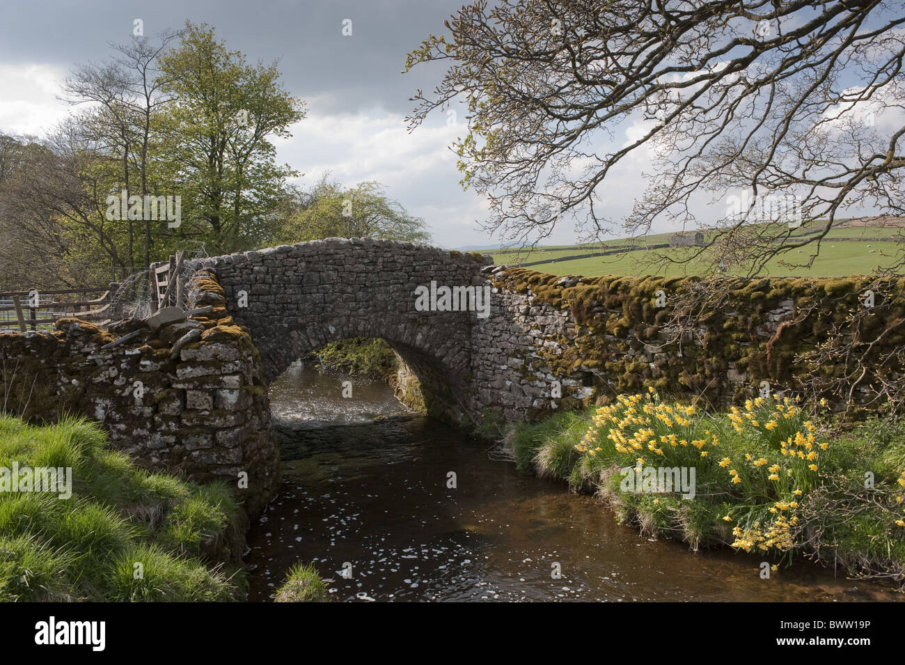 Dales Langcliffe North Yorkshire daffodils river stone bridge stream ...