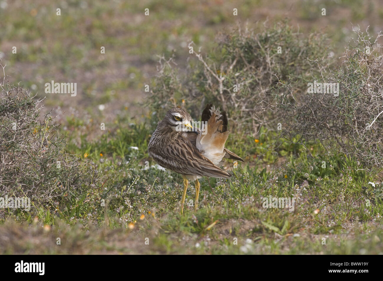 Eurasian Stone-curlew (Burhinus oedicnemus insularum) adult, preening ...