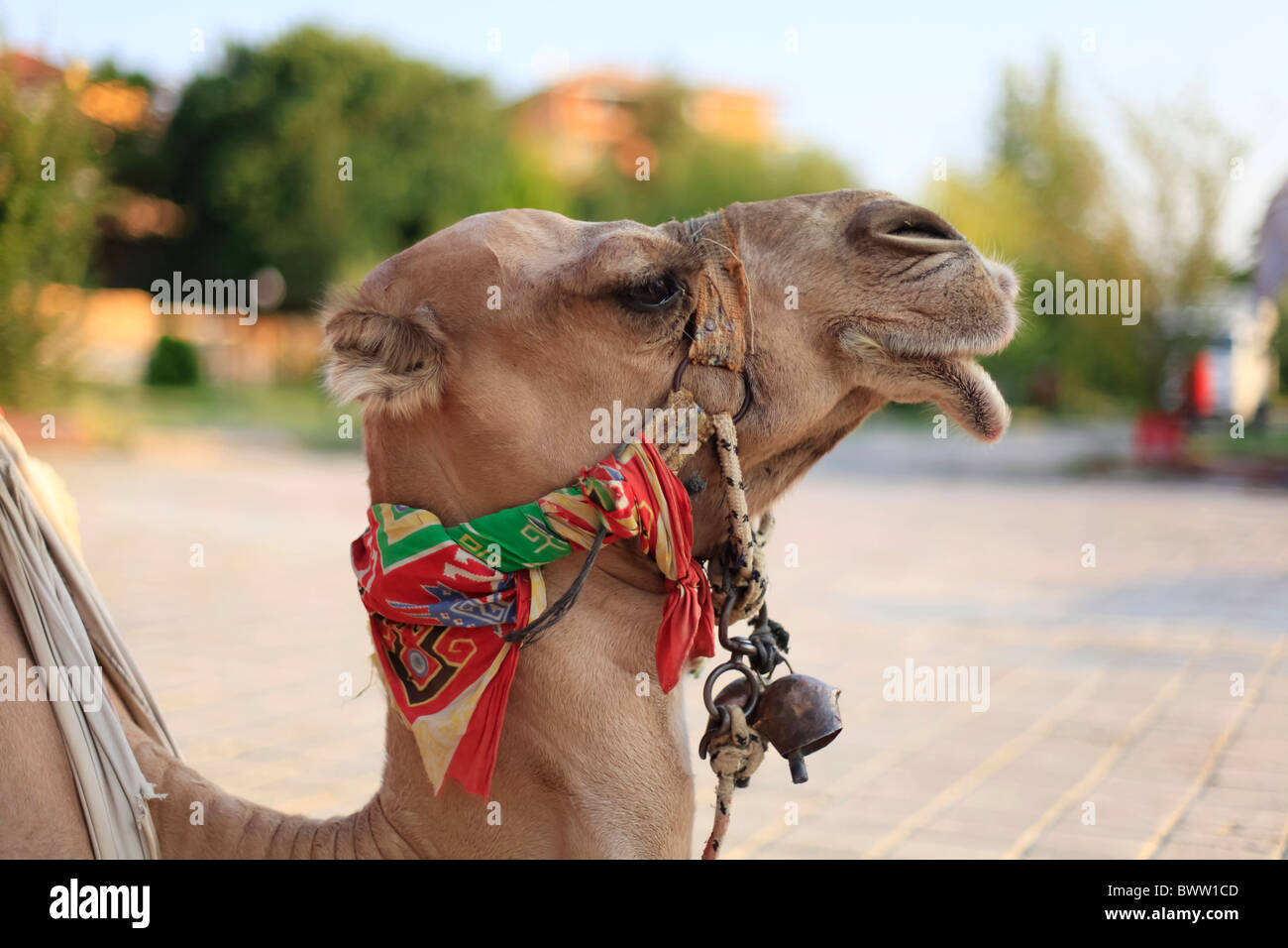 Profile view of a camel in Turkey Stock Photo - Alamy