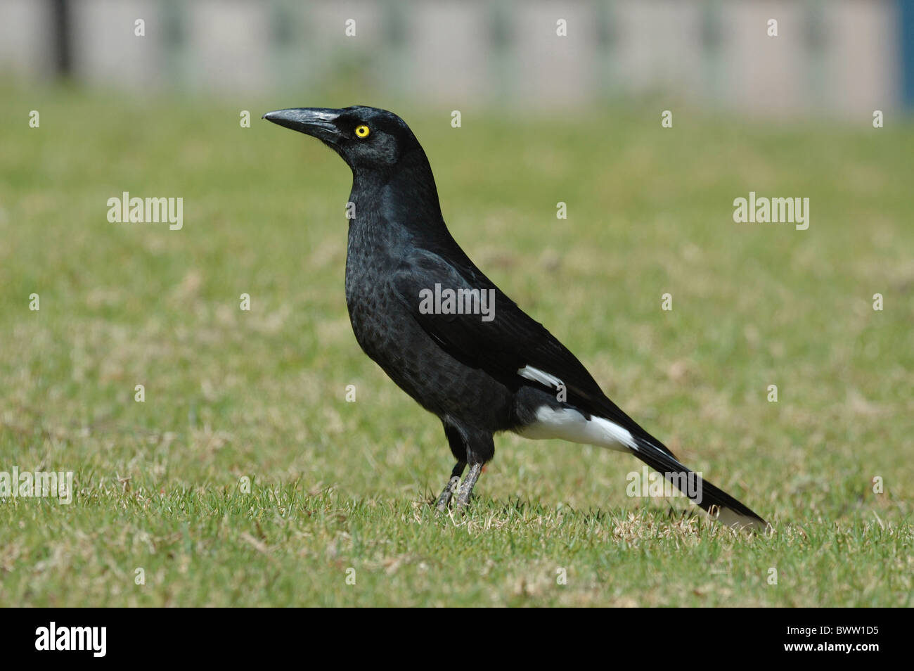 Pied Currawong Strepera graculina Stock Photo - Alamy