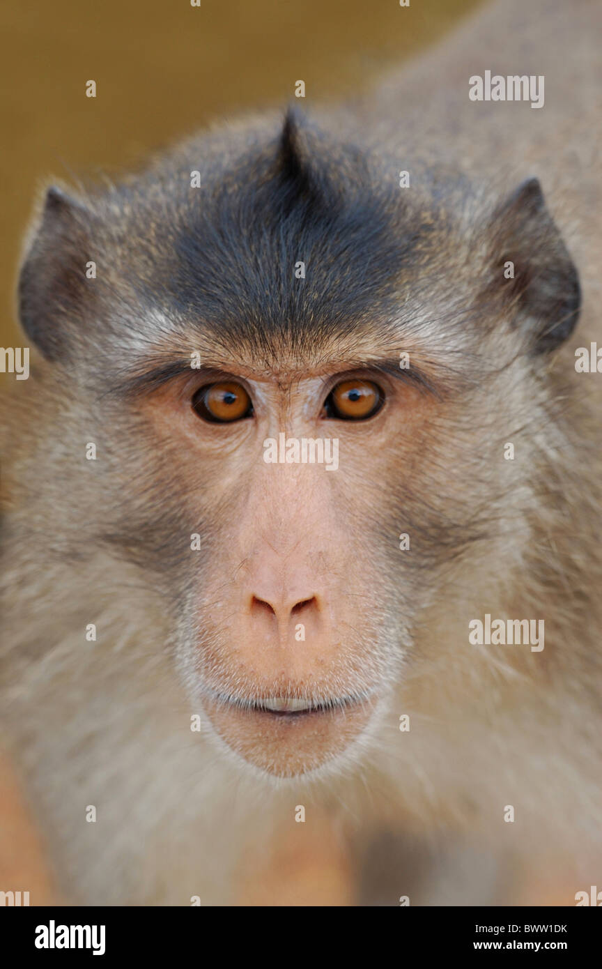 monkey monkeys primate primates mammal mammals animal animals "long ...