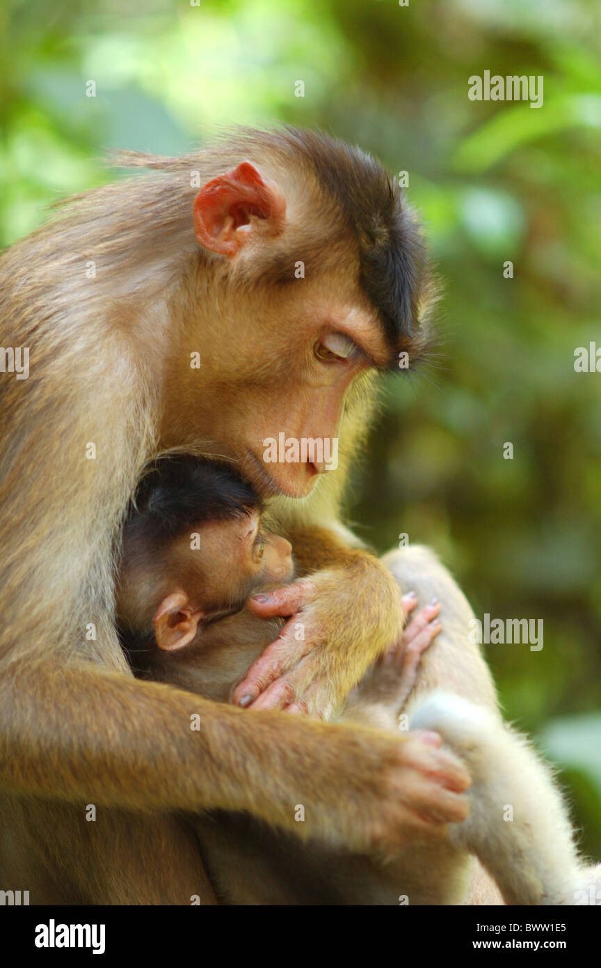 Pig tailed macaques sabah hi-res stock photography and images - Alamy