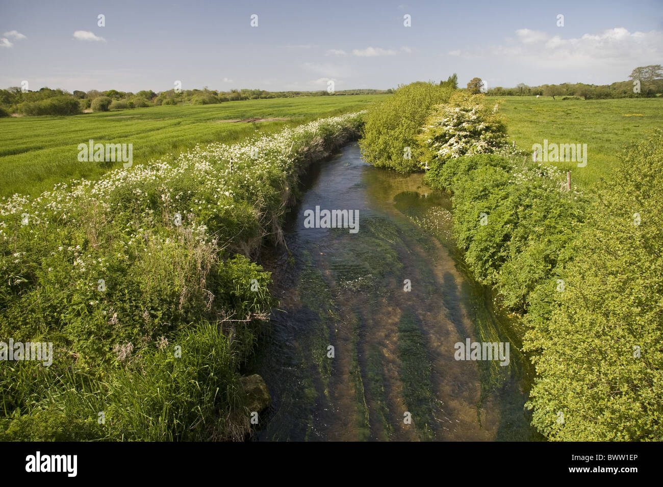 River frome chalk hi-res stock photography and images - Alamy