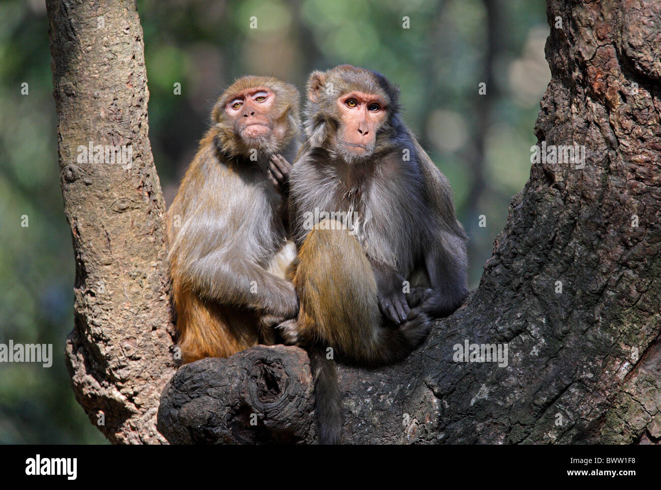 Rhesus Macaque Macaca mulatta two adults Stock Photo - Alamy