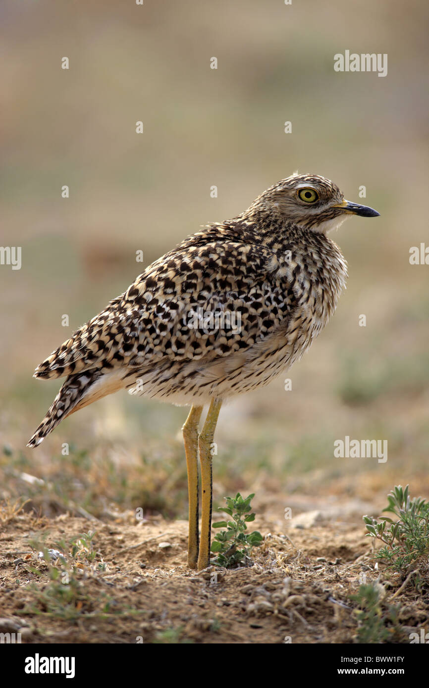 Spotted thick knee dikkops hi-res stock photography and images - Alamy