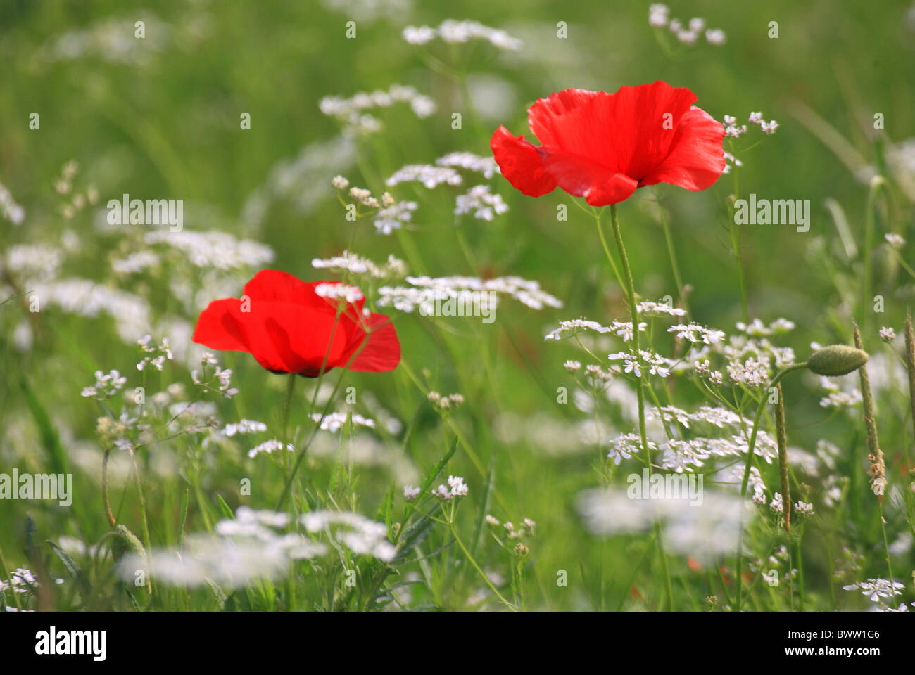 Poppy Papaver scenery landscape grain spring flowering blooming flower ...