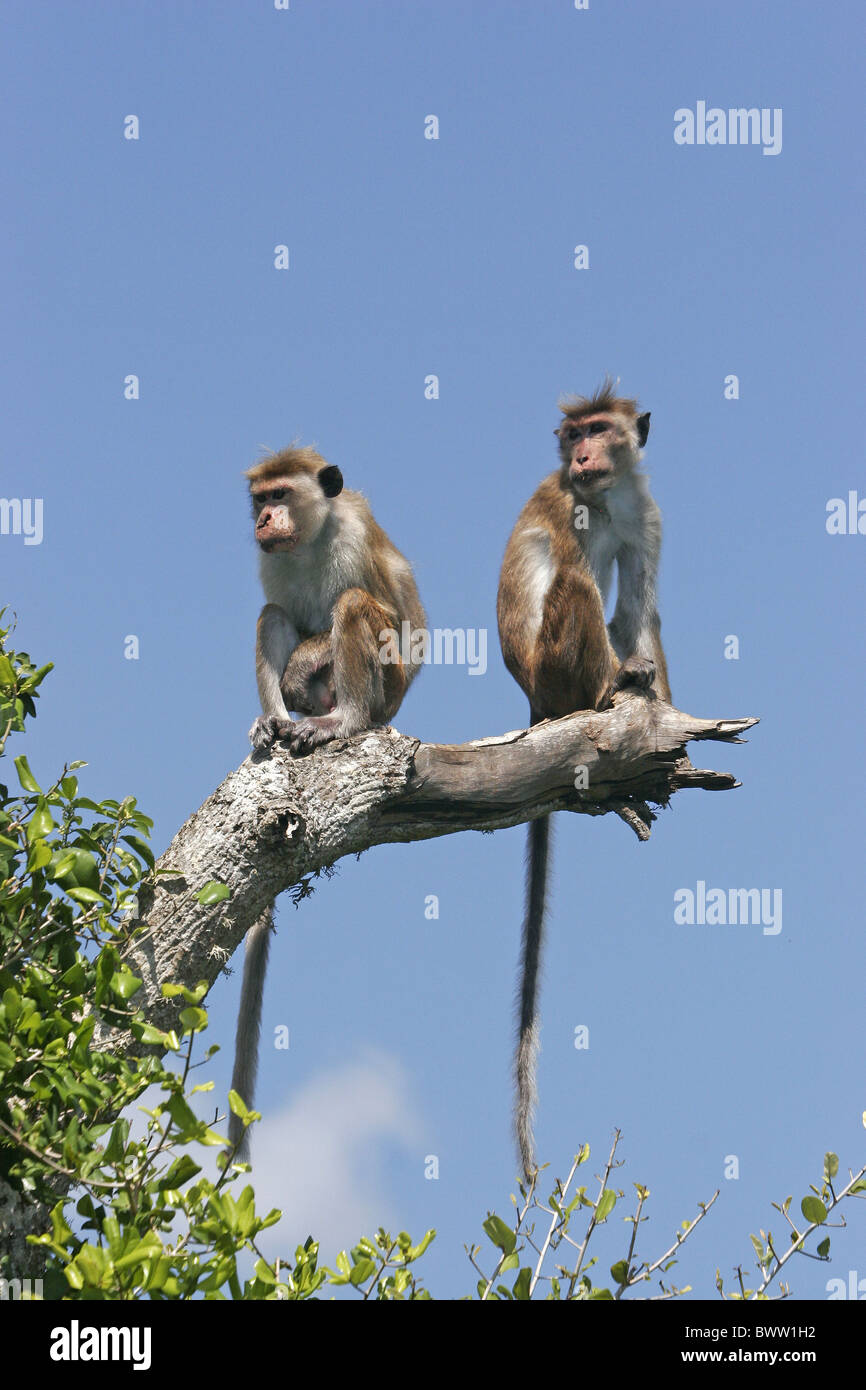monkey monkeys primate primates mammal mammals animal animals macaque ...