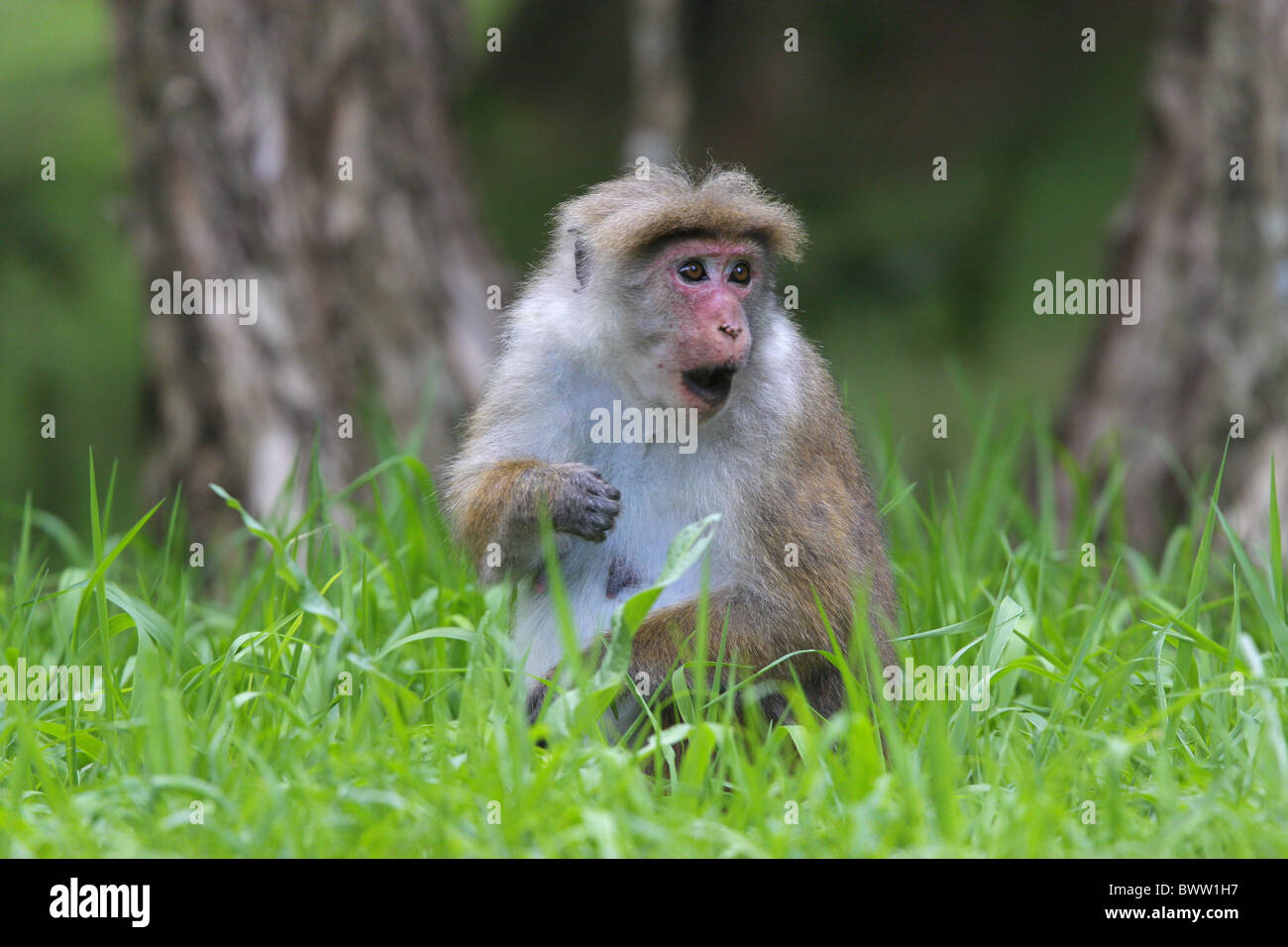 monkey monkeys primate primates mammal mammals animal animals macaque ...