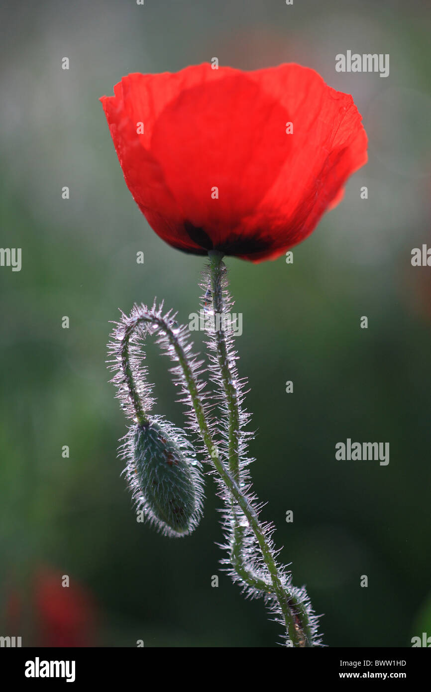 Poppy Papaver detail close-up flowering flower flowers red nature ...