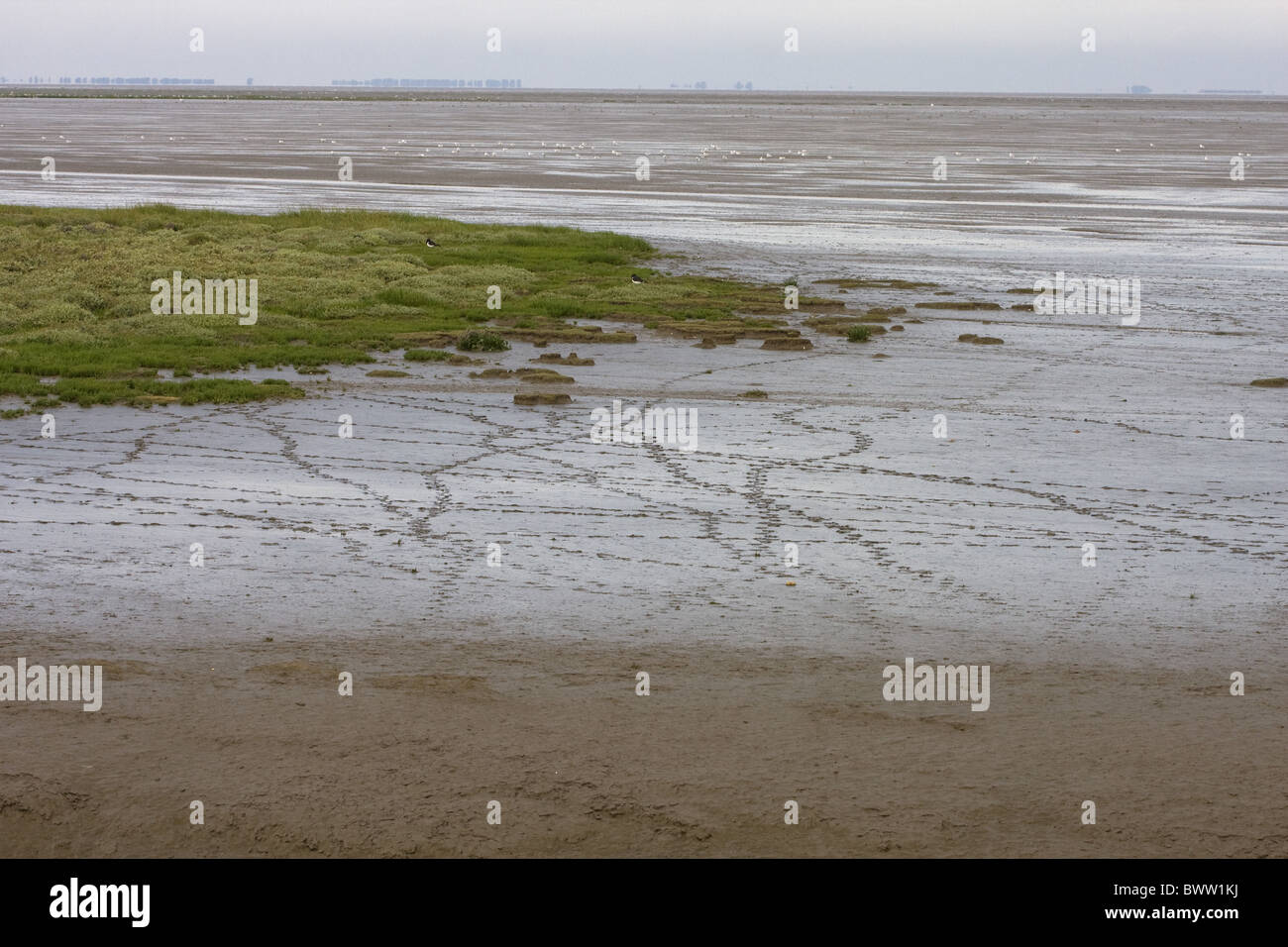View coastal mudflats habitat Snettisham RSPB Stock Photo - Alamy