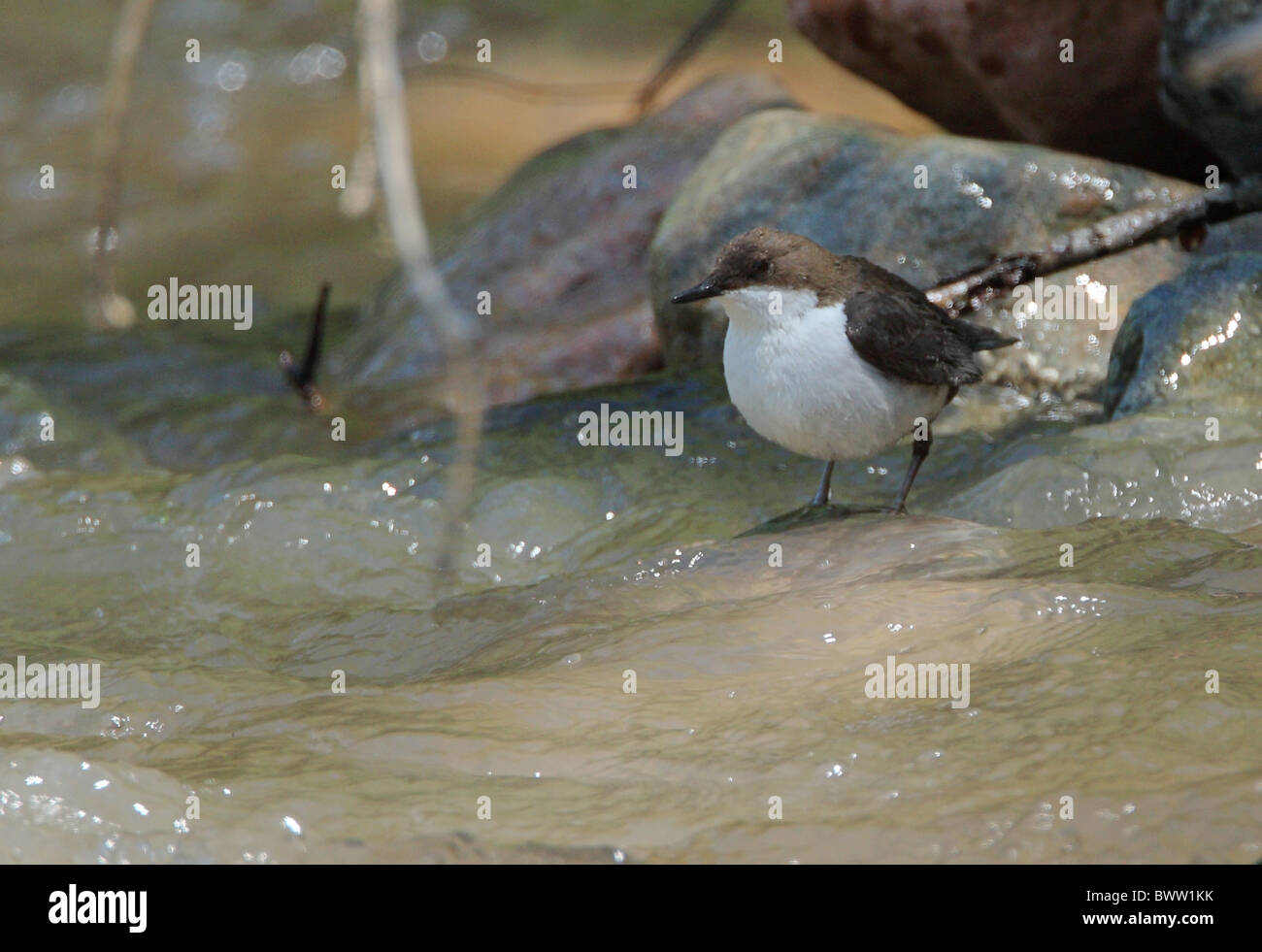 White-throated Dipper (Cinclus cinclus leucogaster) adult, standing in ...