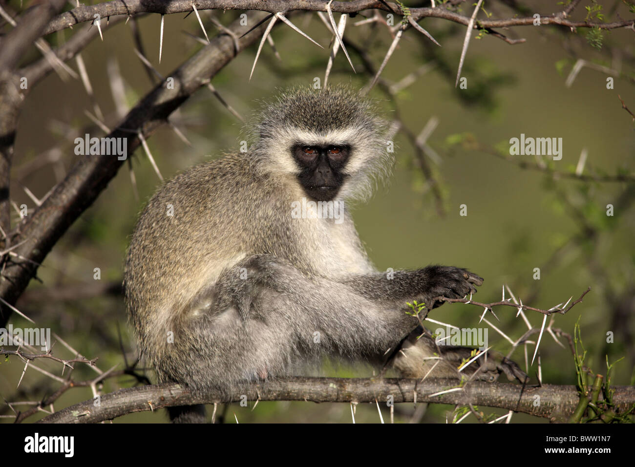 auf Baum - on tree monkey monkeys primate primates mammal mammals ...