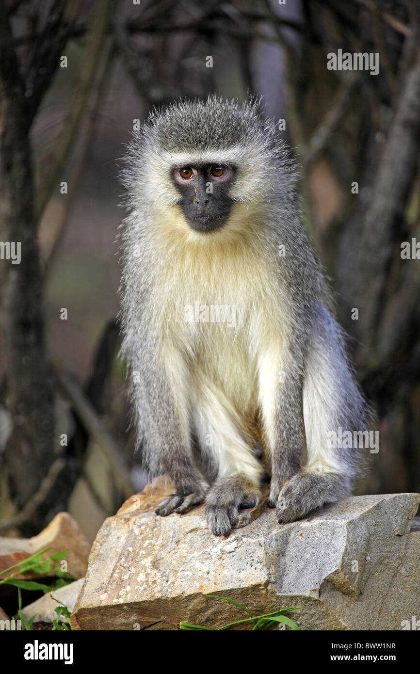 auf Felsen - on rock monkey monkeys primate primates mammal mammals ...
