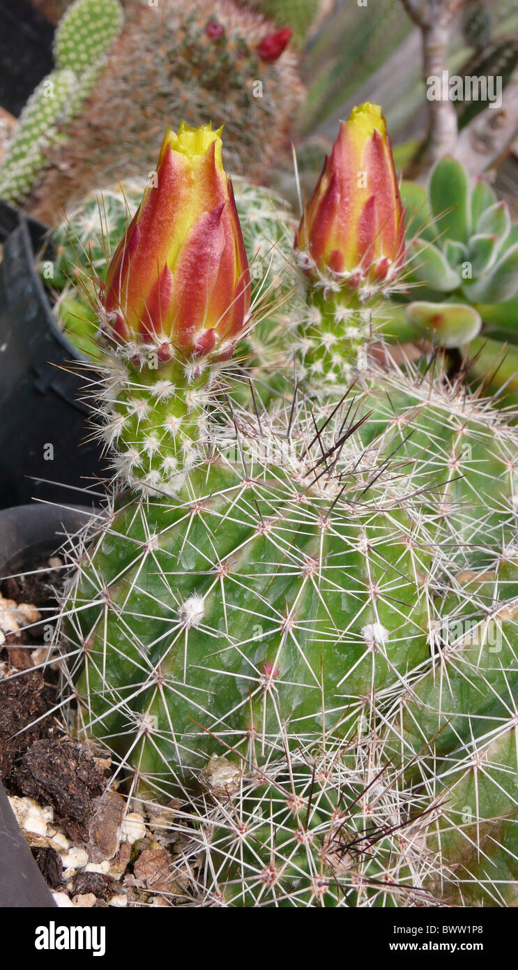 Genus Echinocereus cactus cacti flowering flower flowers detail ...