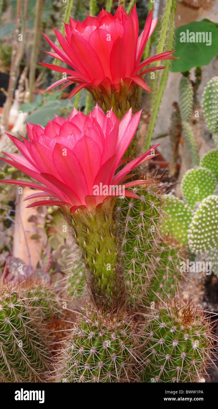 Genus Lobivia cactus cacti flowering flower flowers detail blooming ...