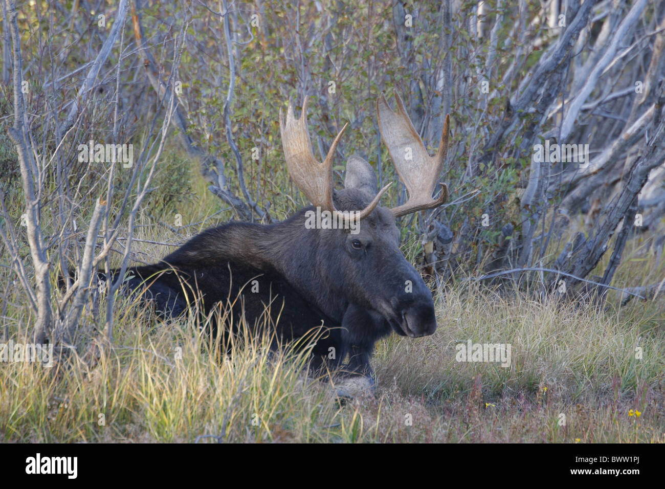 moose deer elk elks herbivore herbivores mammal mammals animal animals ...