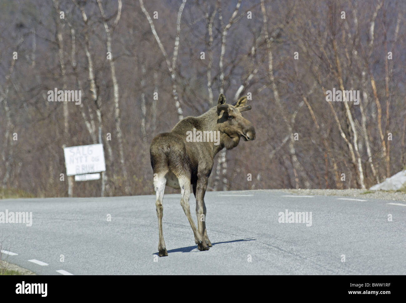 Elk Alces alces Norway moose deer elk elks herbivore herbivores mammal ...