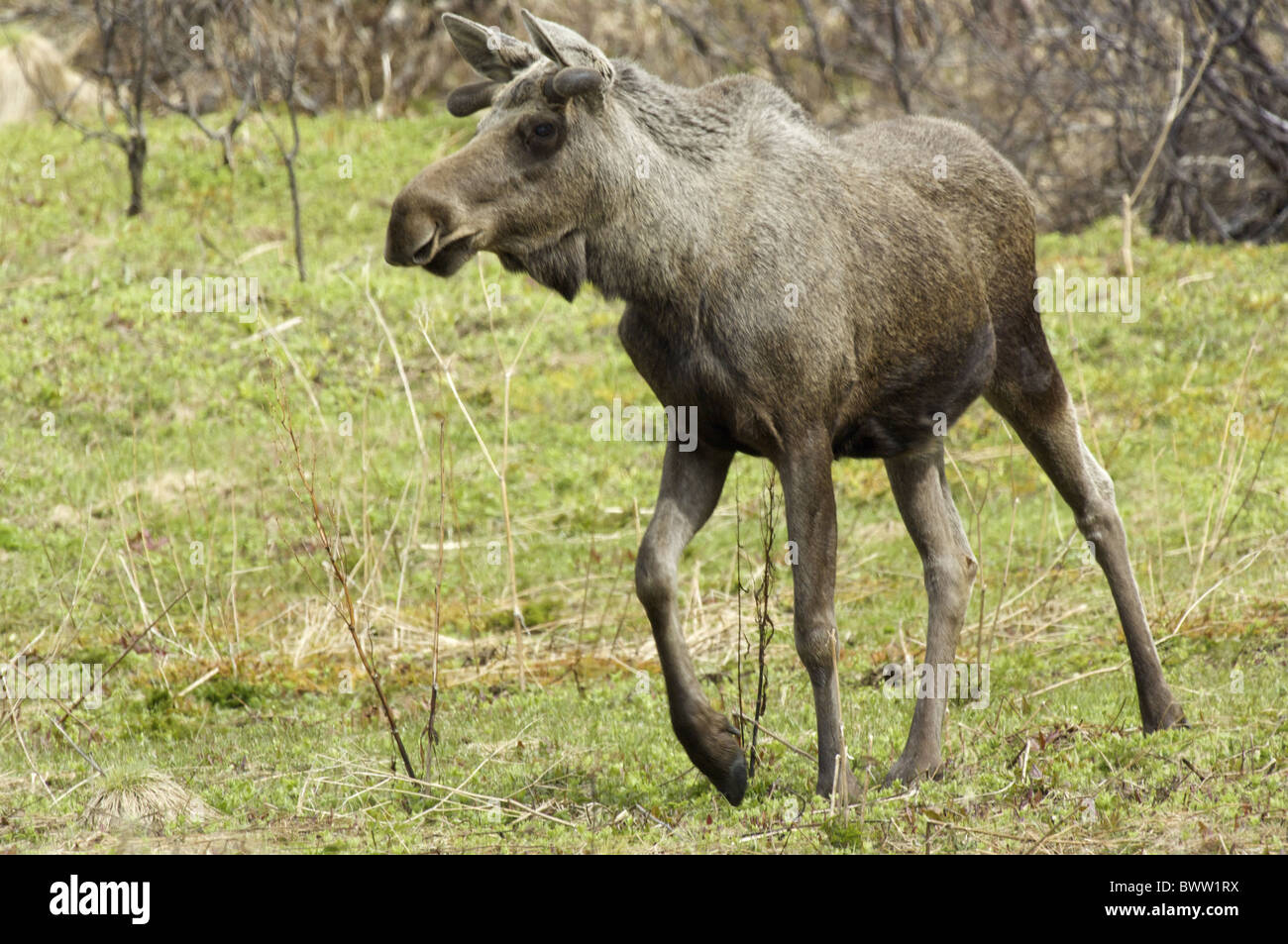 Eurasian elks hi-res stock photography and images - Alamy