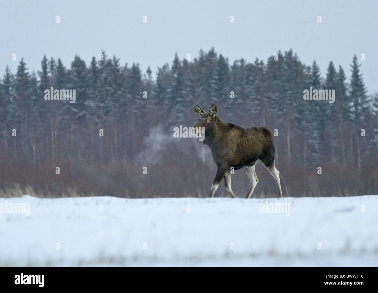 Elk hirvi alces moose Finland Taavetti moose deer elk elks herbivore ...