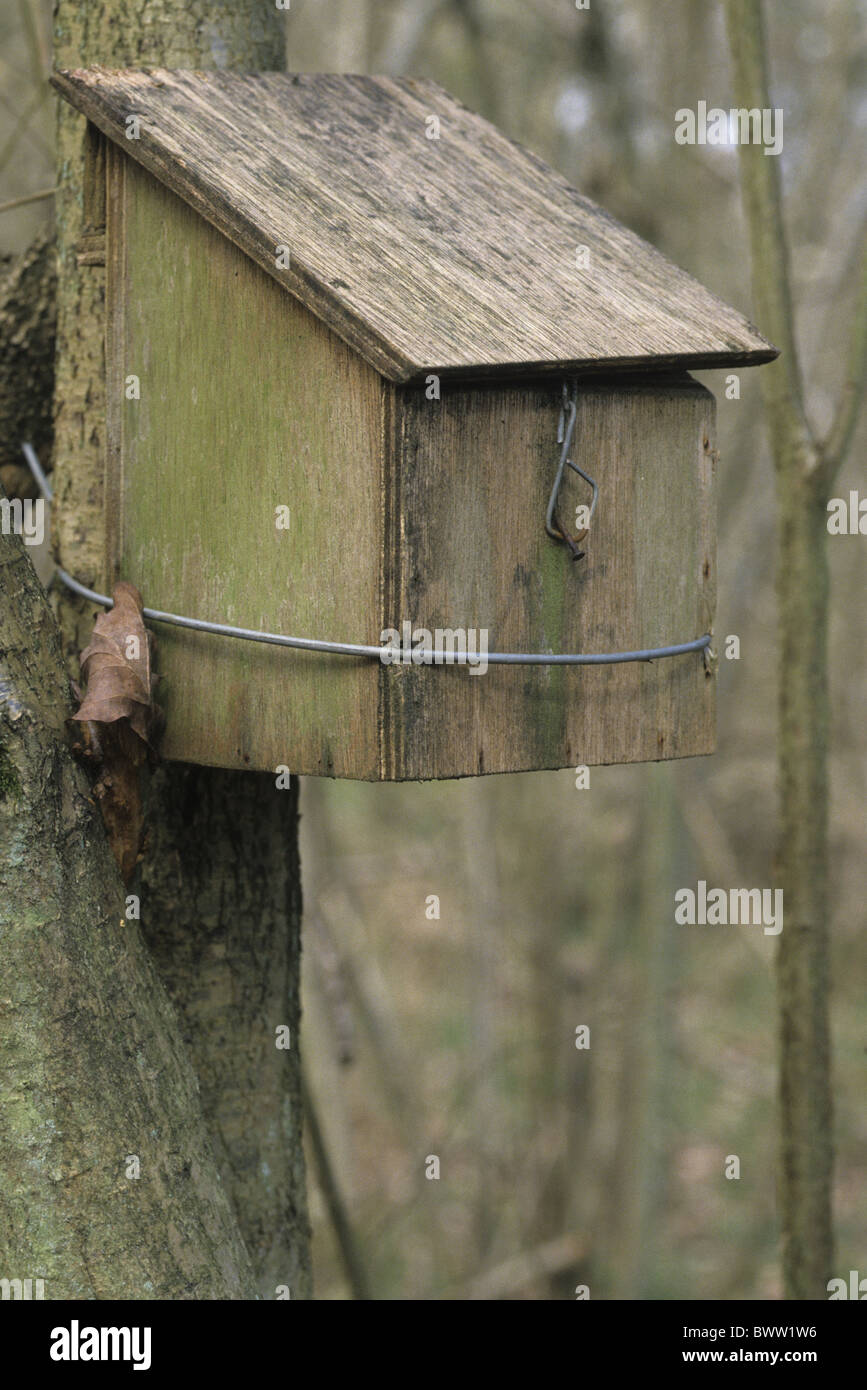 Dormice box hi-res stock photography and images - Alamy