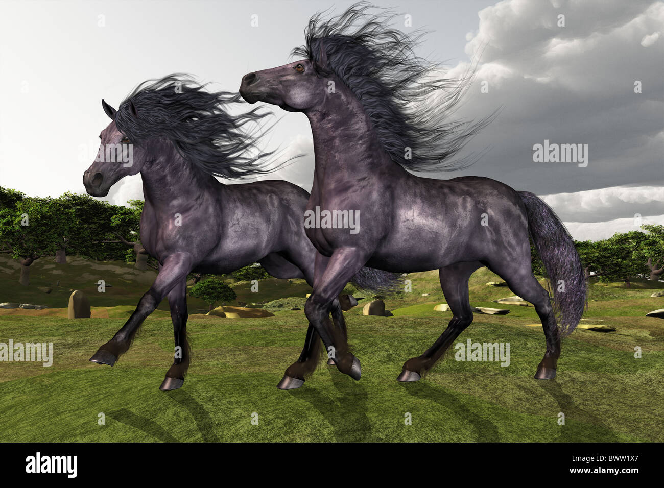Beauty of friesian horses hi-res stock photography and images - Alamy