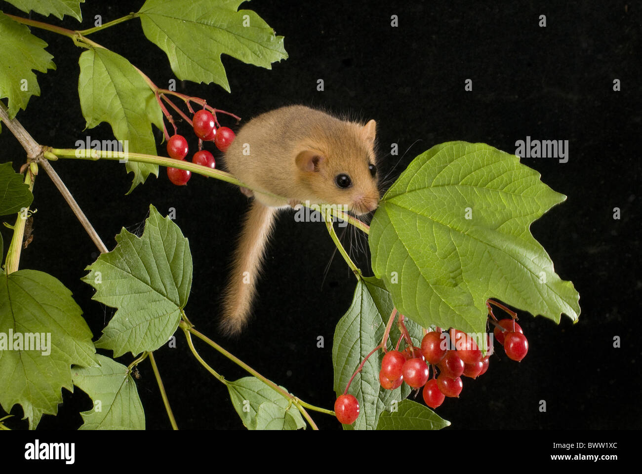 dormouse dormice mouse mice rodent rodents mammal mammals animal ...