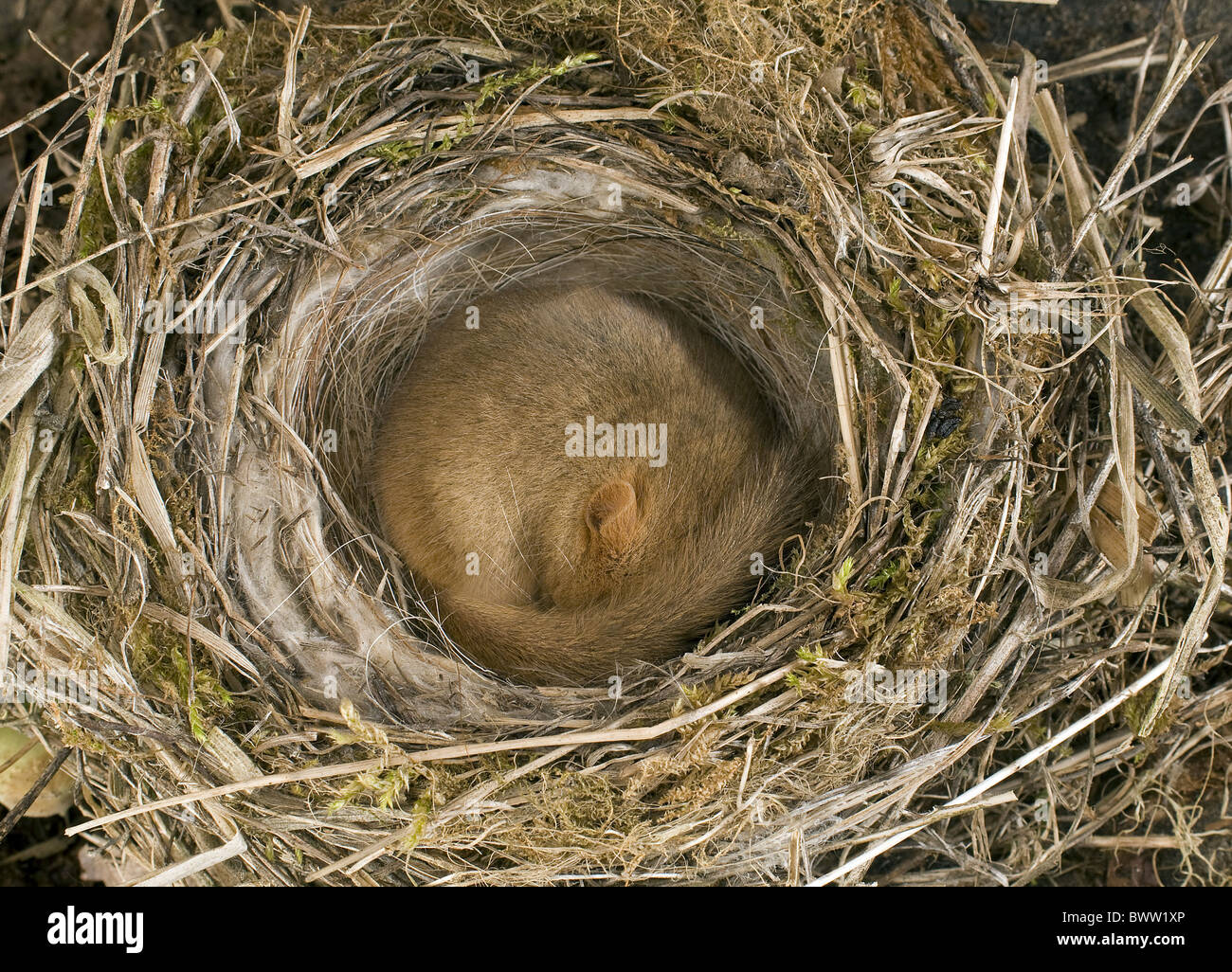 dormouse dormice mouse mice rodent rodents mammal mammals animal ...