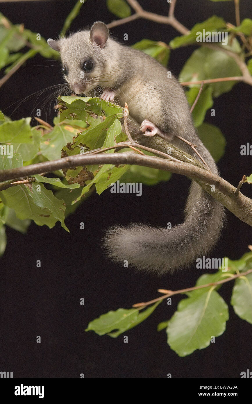 dormouse dormice mouse mice rodent rodents mammal mammals animal ...