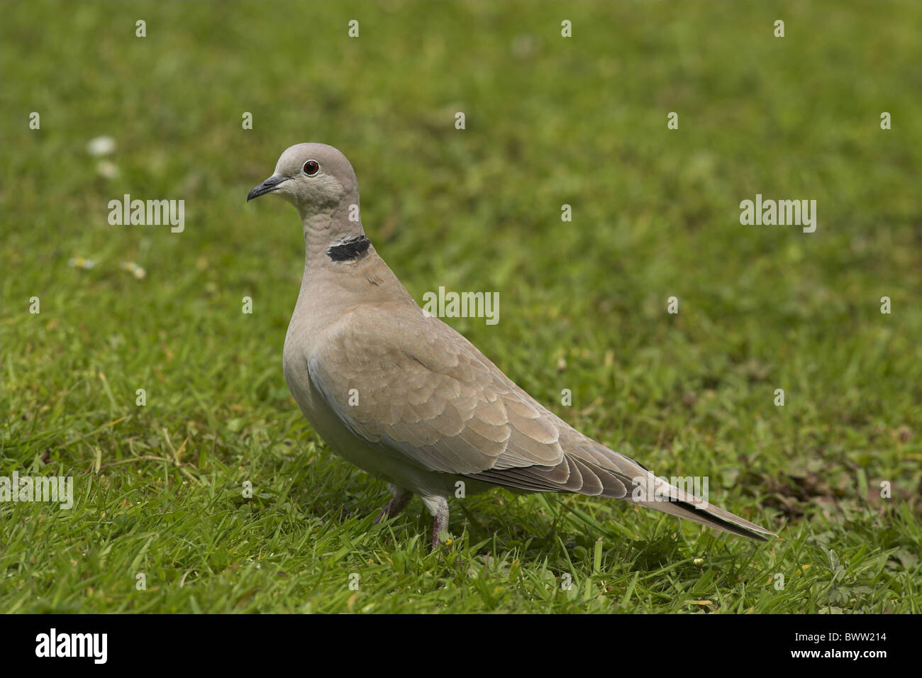 Collared doves scotland hi-res stock photography and images - Alamy
