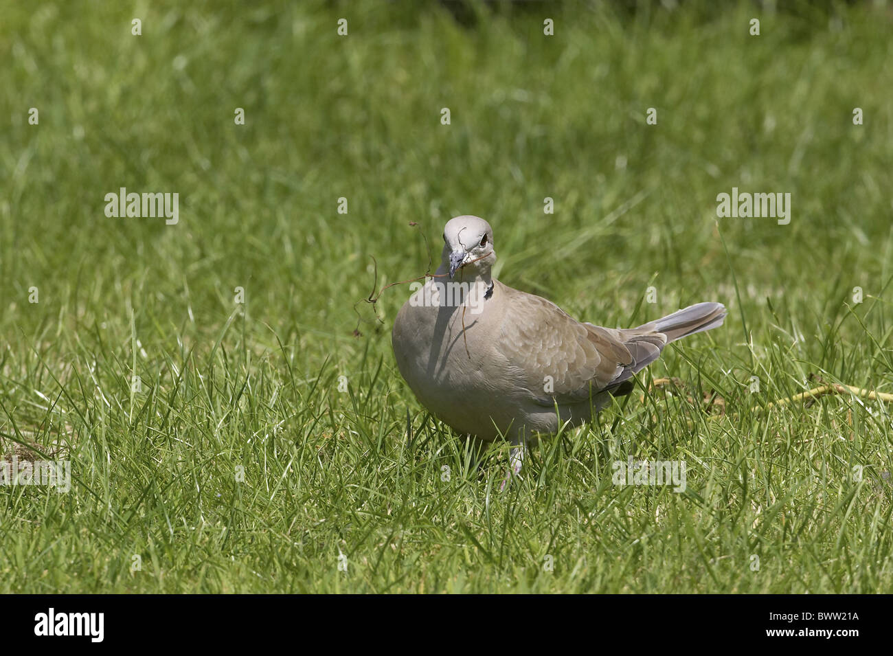 Eurasian collared dove nest hi-res stock photography and images - Alamy