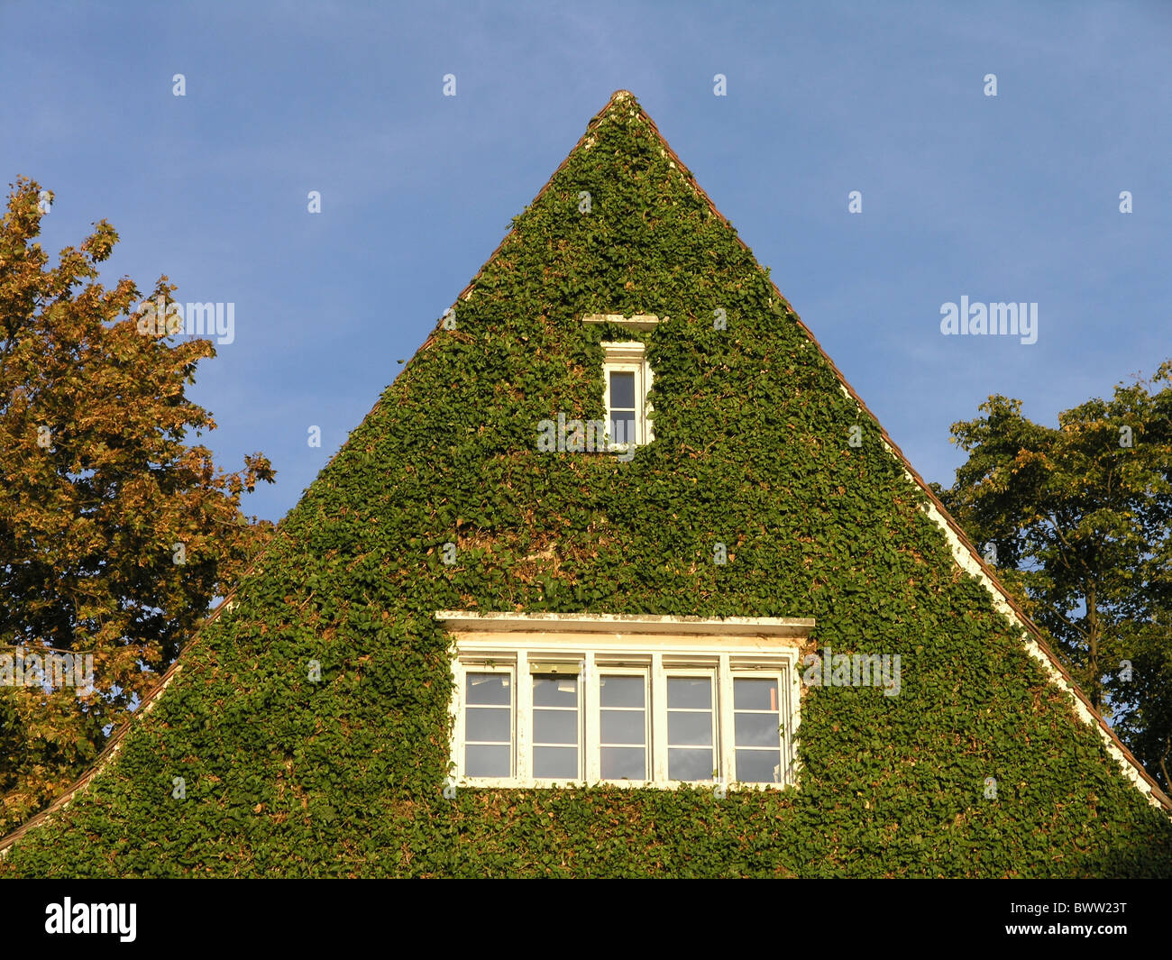 House building overgrown green nature facade windows Climbing plant ...