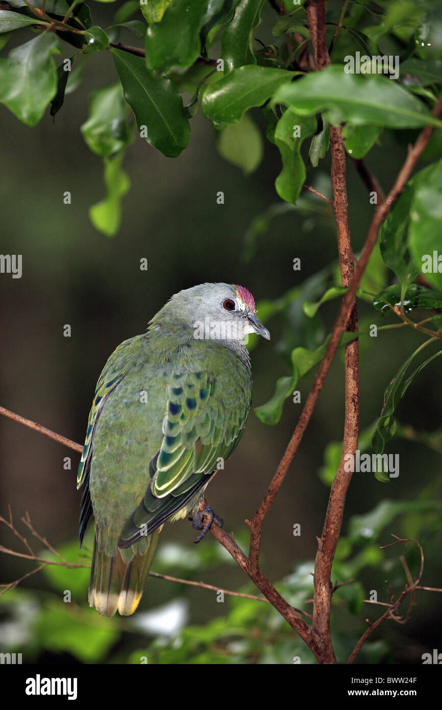 Rose crowned fruit hi-res stock photography and images - Alamy