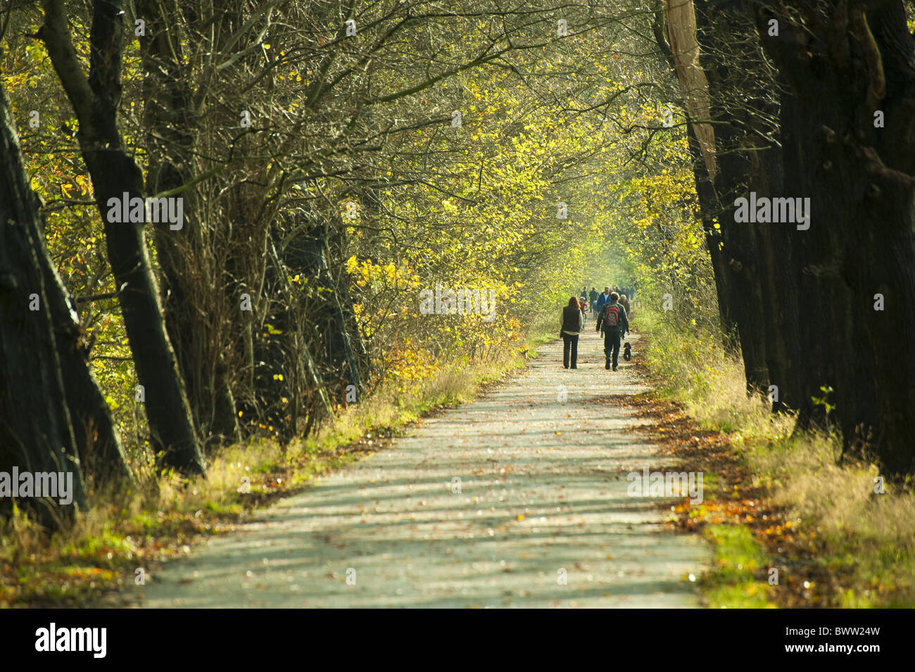 Autumn Avenham Park Lancashire Preston city park trees britain british ...