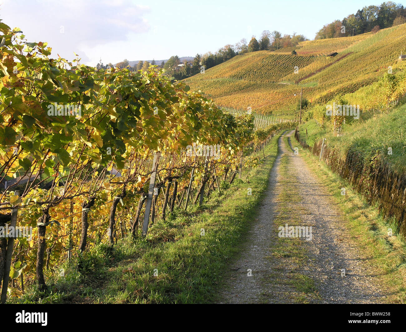 Switzerland Europe Canton Zurich town Stafa Lattenberg autumn fall wine ...