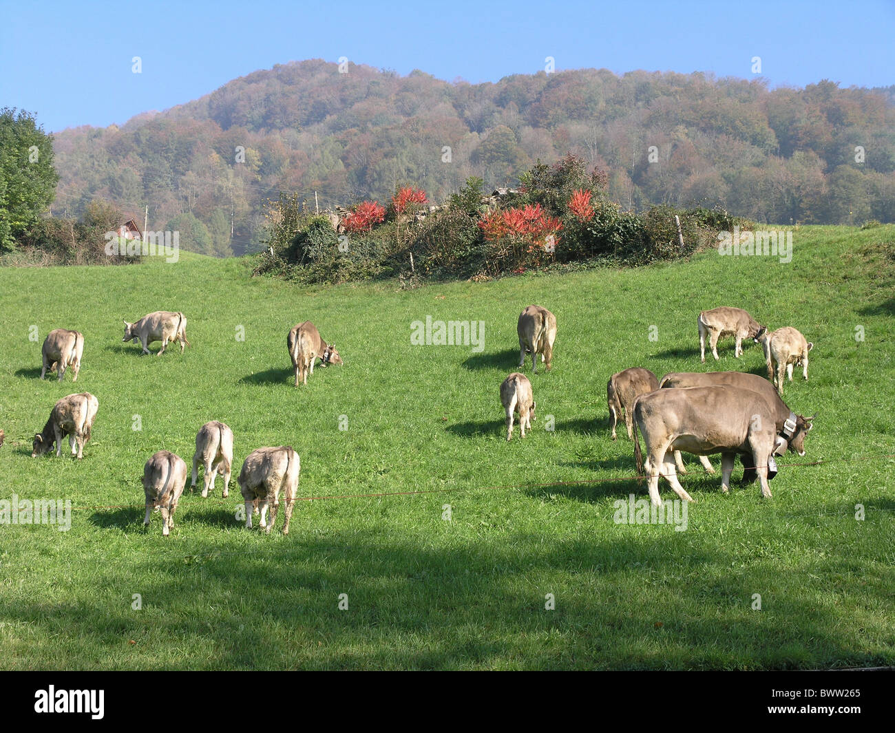 10847085 hi-res stock photography and images - Alamy