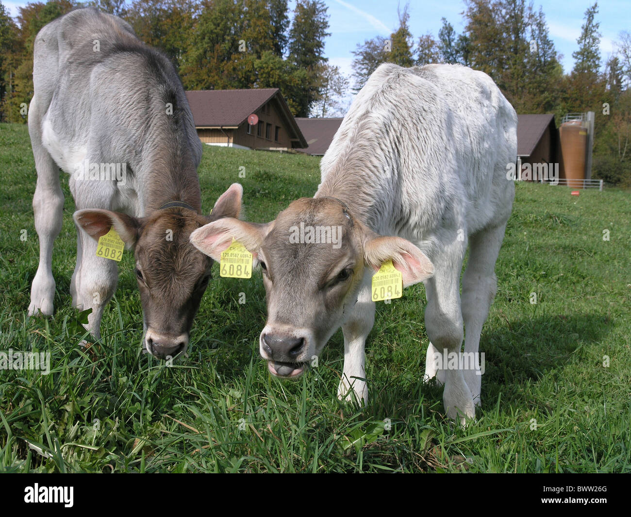 Switzerland Europe agriculture farming rural cattle cows animals herd ...