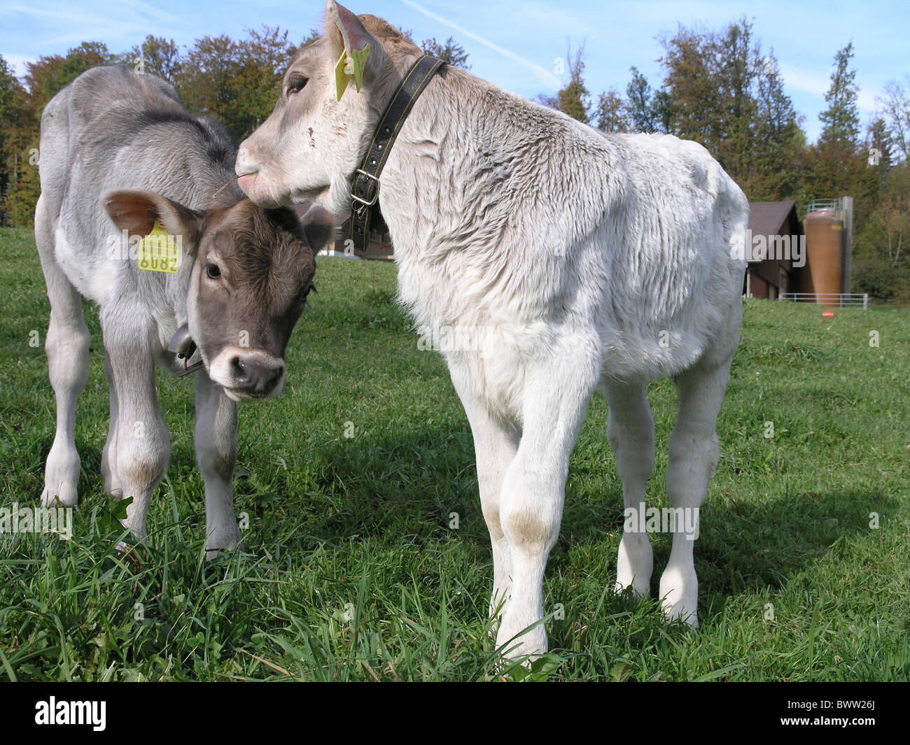 Switzerland Europe agriculture farming rural cattle cows animals herd ...
