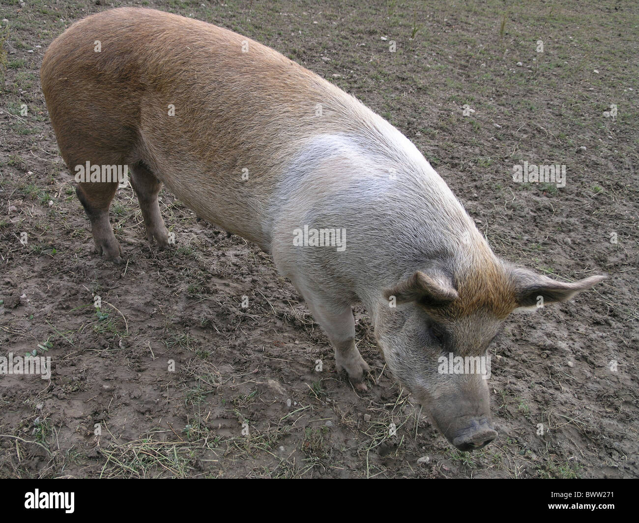 Pig farming rural hi-res stock photography and images - Alamy