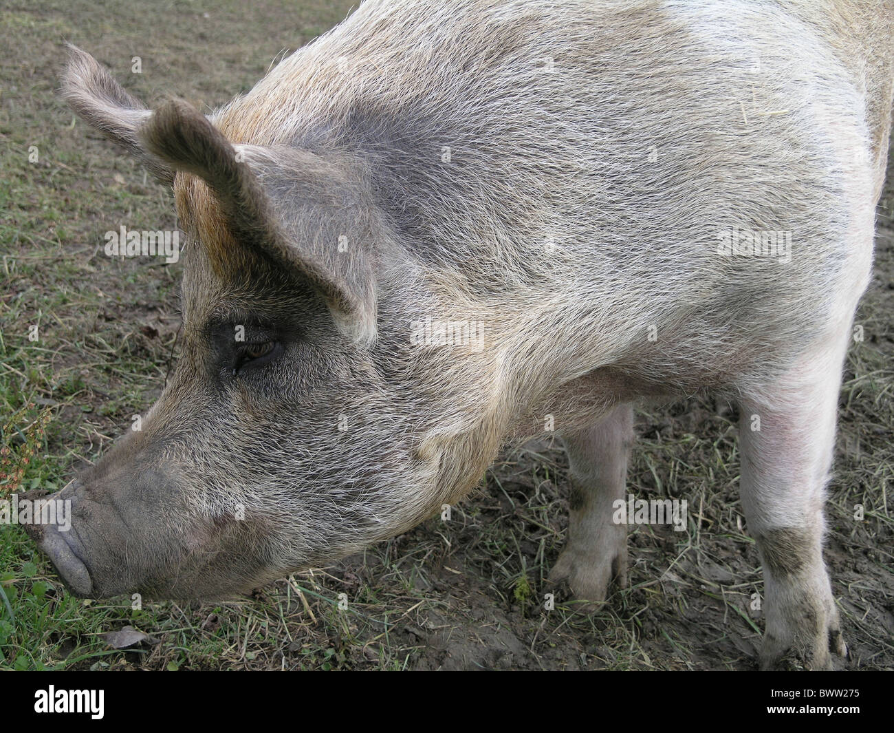 Pig farming rural hi-res stock photography and images - Alamy