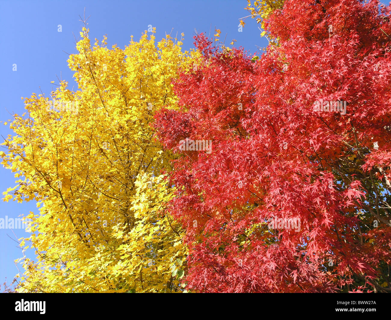 Autumn fall colors colors colorful colourful maple trees tree branches ...